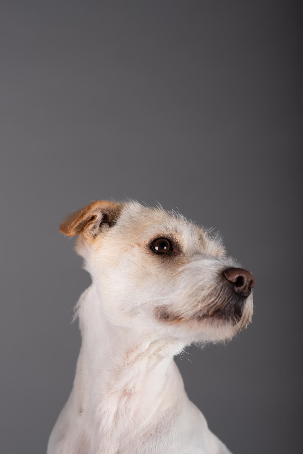 Slovenský fotograf vytvára unikátne portréty psov. Títo roztomilí ...